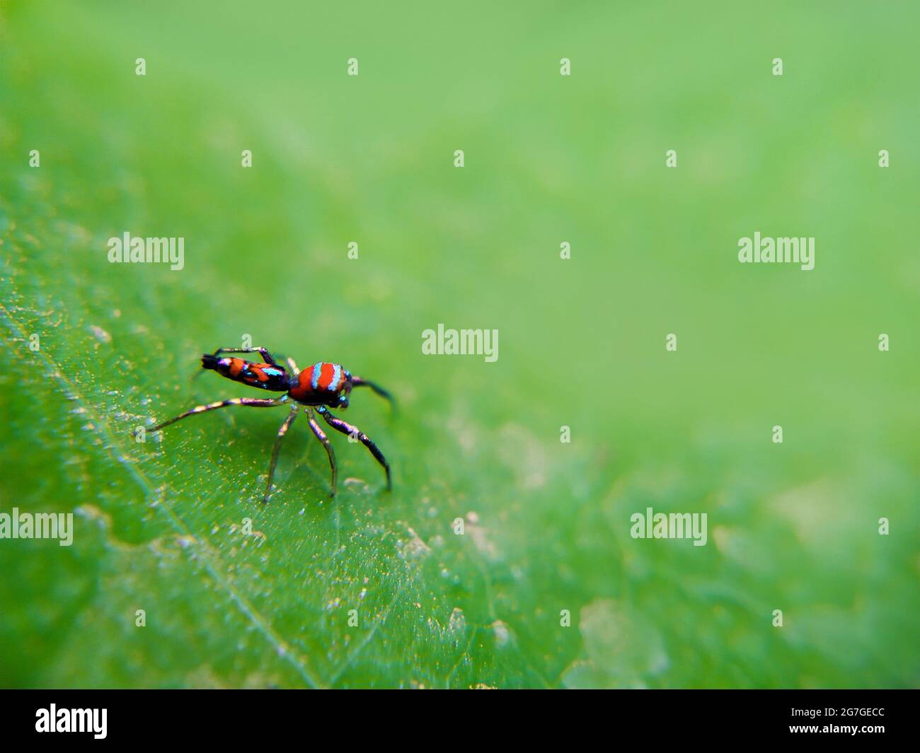 Jumping Spider, Peacock spider, chrysilla lauta, Karnataka, India Stock ...