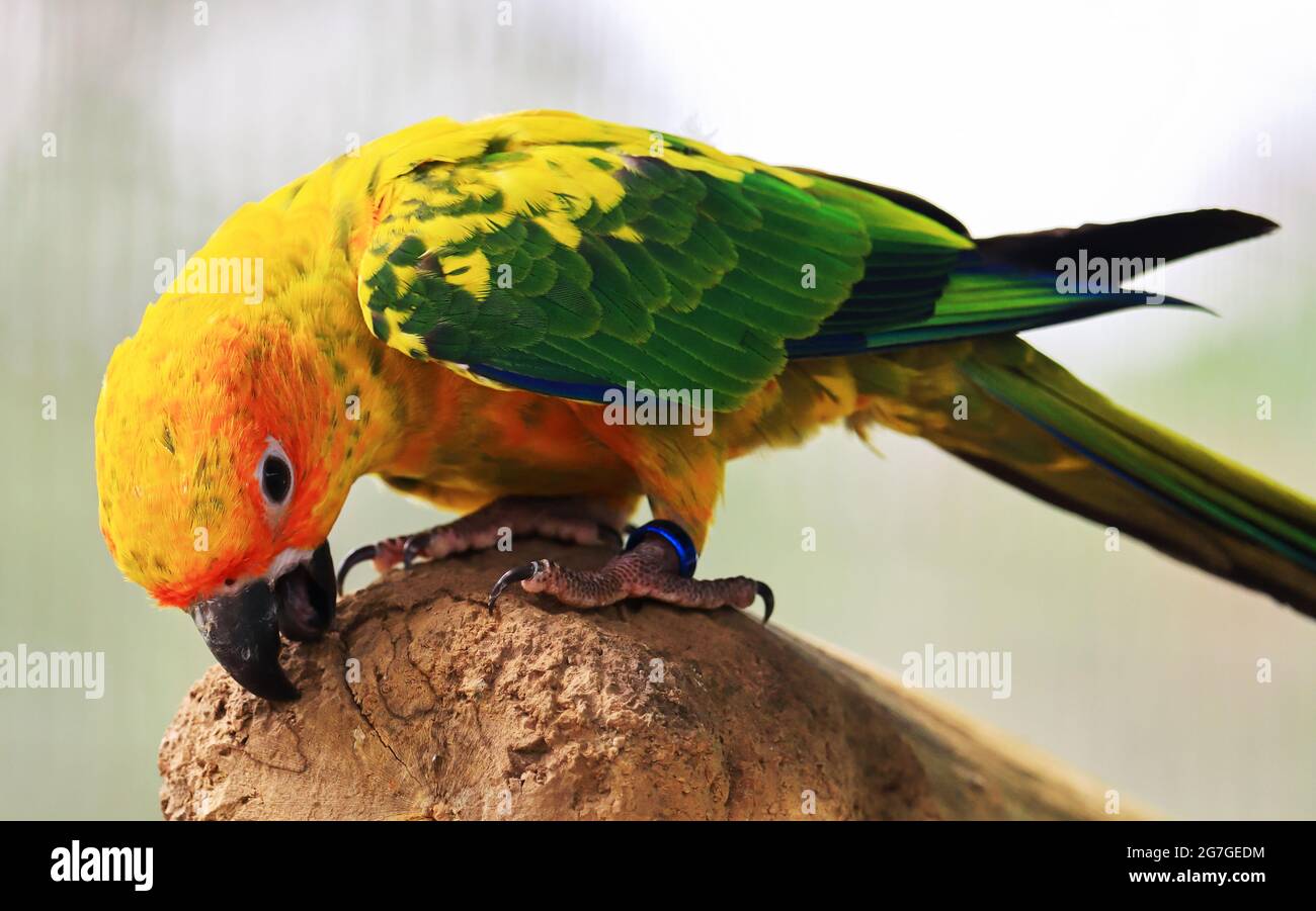 World Most Beautiful Parrot Most Beautiful & Attractive Birds In The