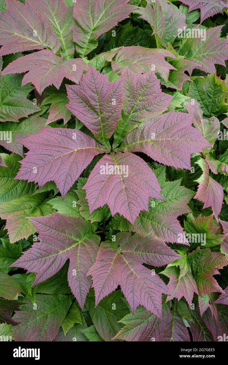Rodgersia leaves hi-res stock photography and images - Alamy