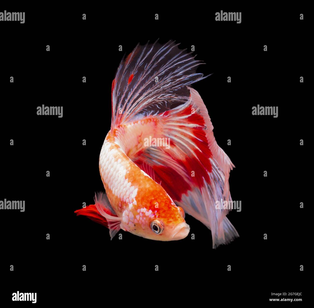 Siamese fighting fish (Siamese fighting fish) with colorful and ...