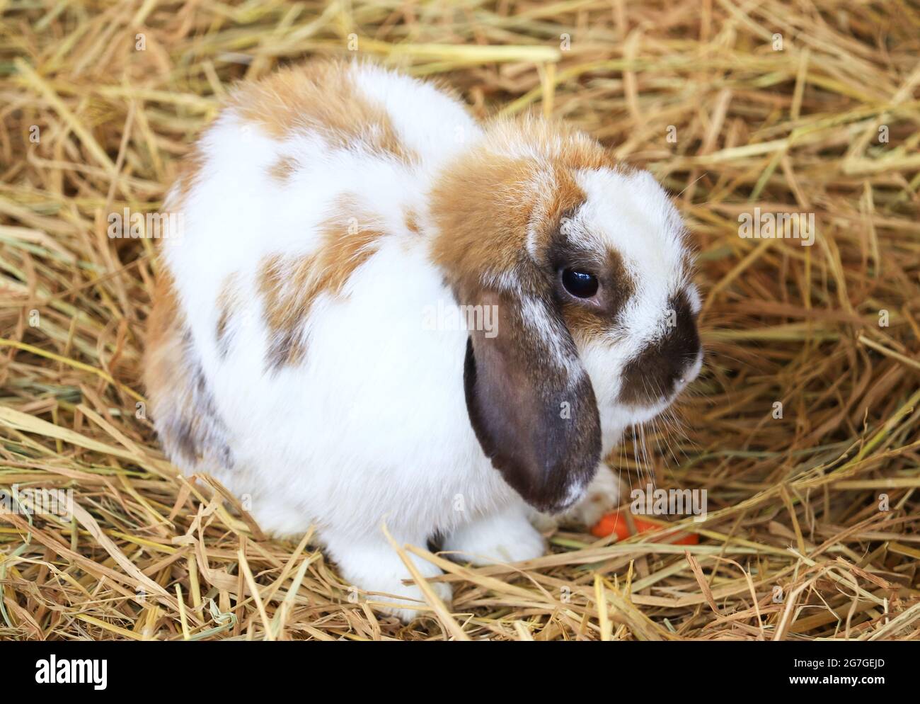 White and brown rabbit hi-res stock photography and images - Alamy
