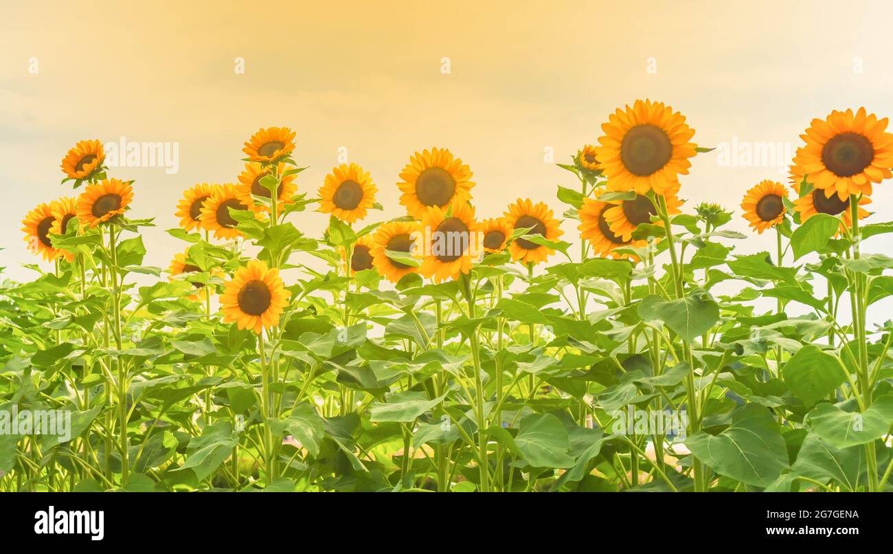 Sunflowers are blooming in the garden, the natural beauty of the season ...