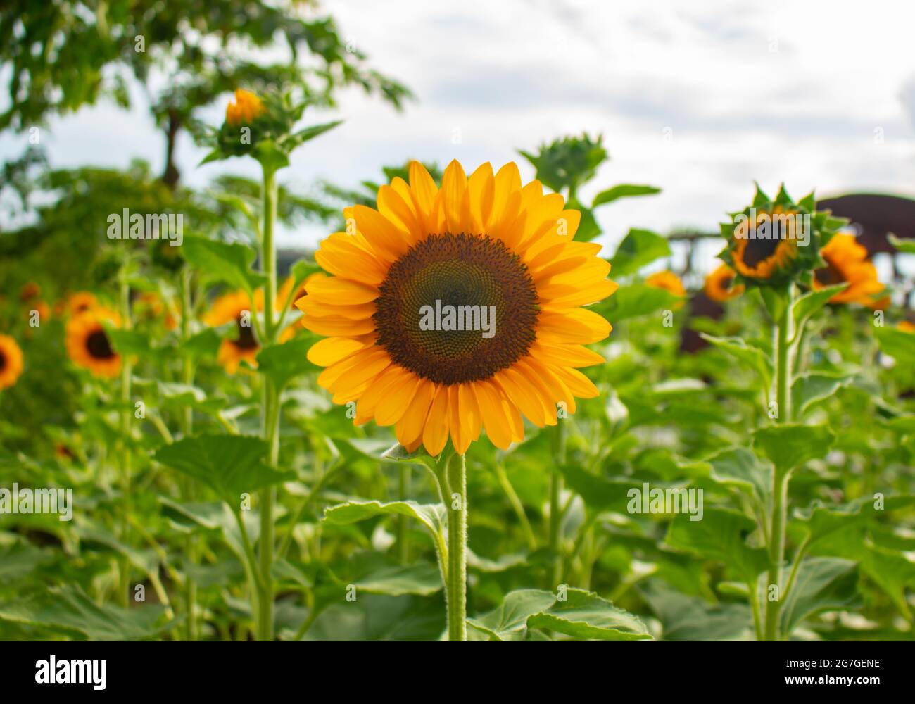 Sunflowers are blooming in the garden, the natural beauty of the season ...