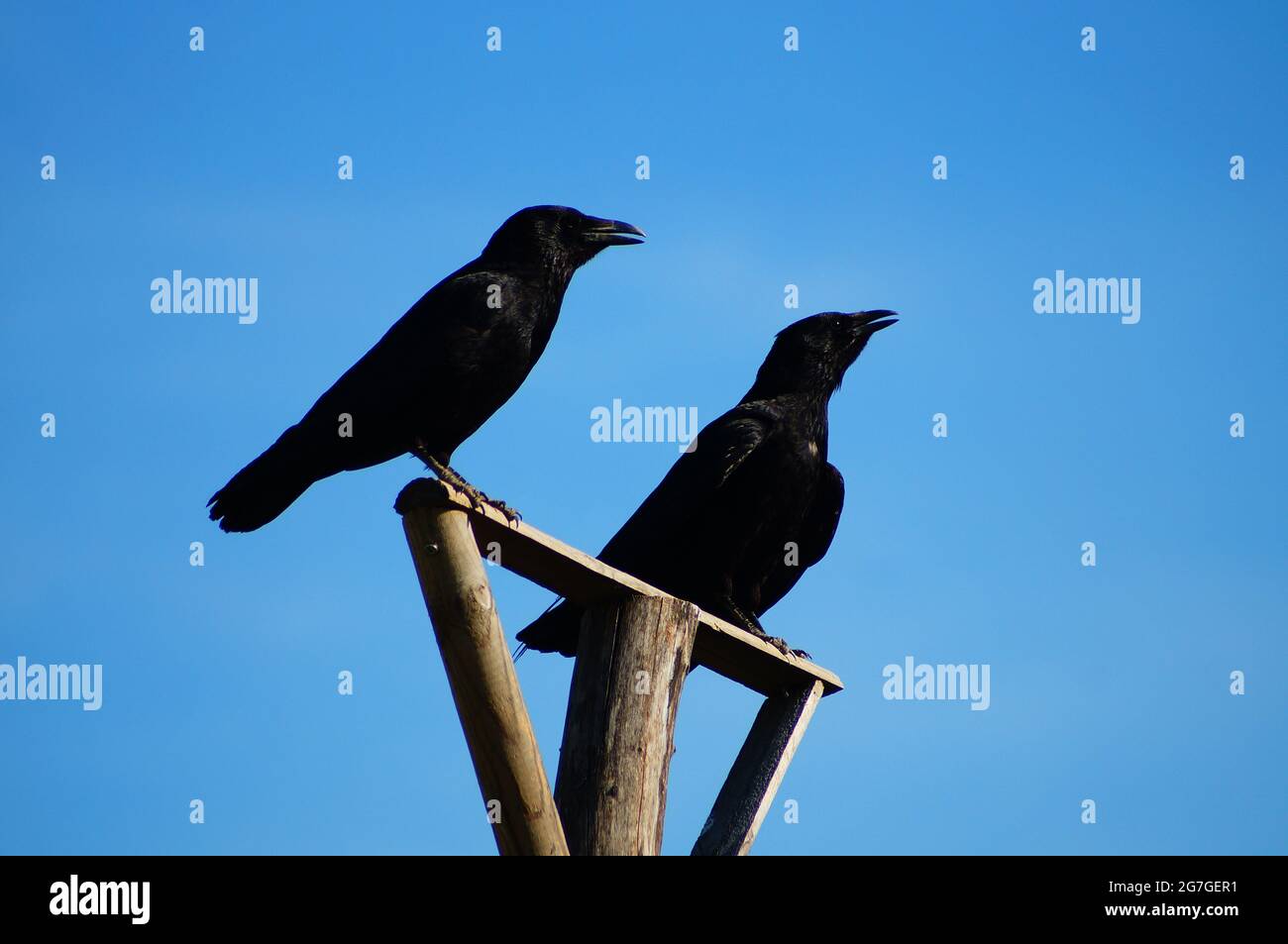 Silhouette of two crows on a perch Stock Photo - Alamy