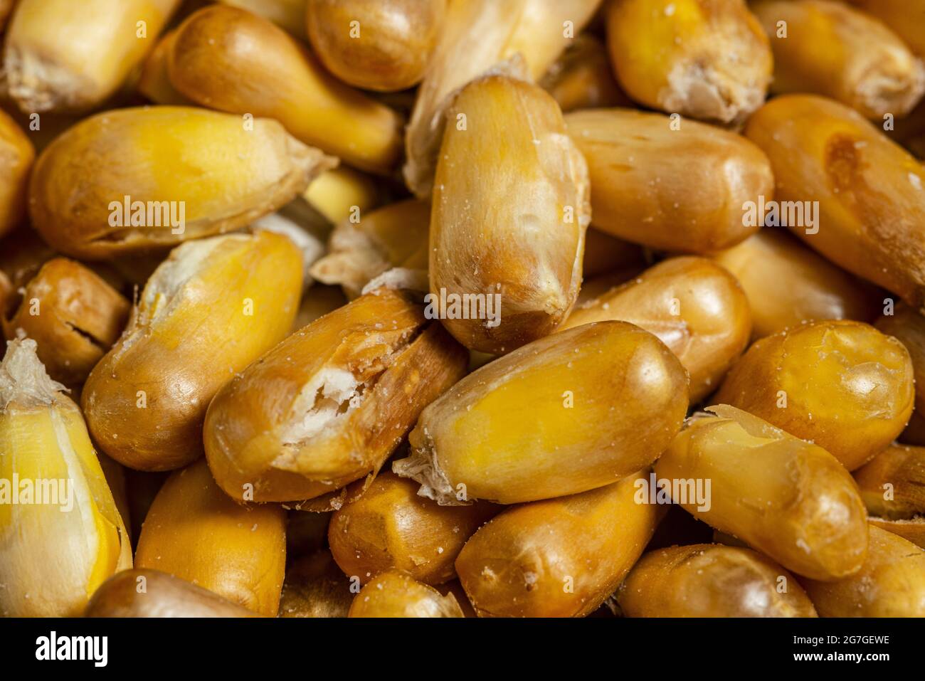 Toasted Peruvian corn. Toasted canchita or chulpe corn often served ...
