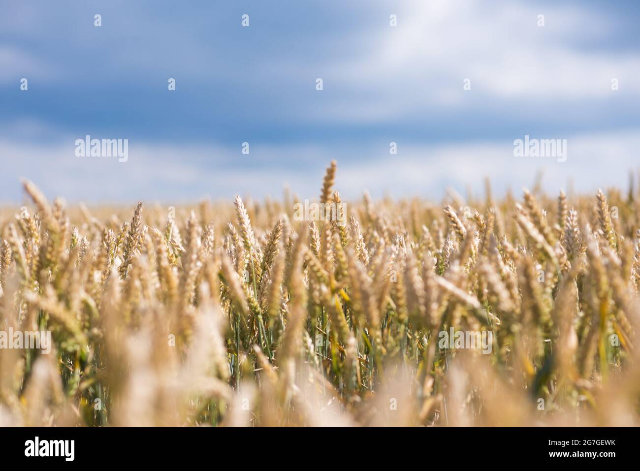 Wheat field ready for harvest in the sunshine Stock Photo - Alamy