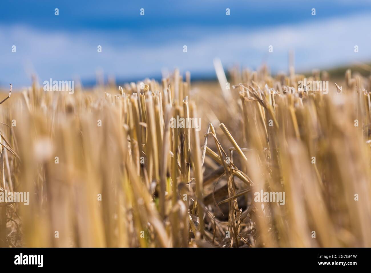 Stubble field close up Stock Photo - Alamy
