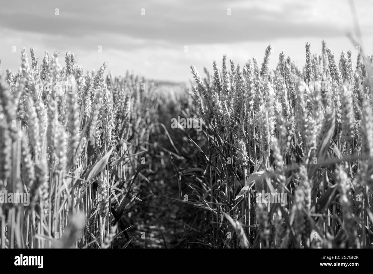 Black and white wheat field Stock Photo - Alamy