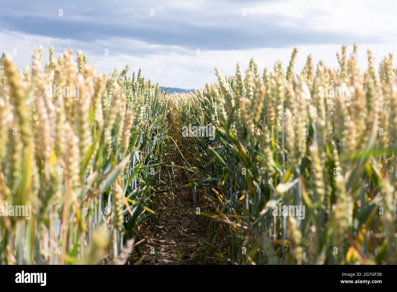 Cutting a path through a wheat field Stock Photo - Alamy