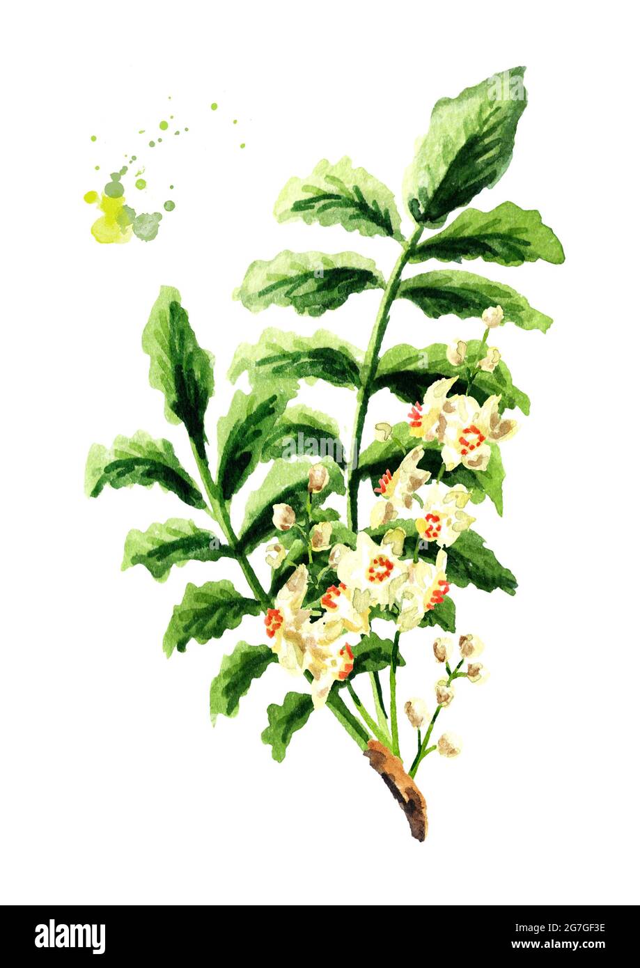 Frankincense Leaf
