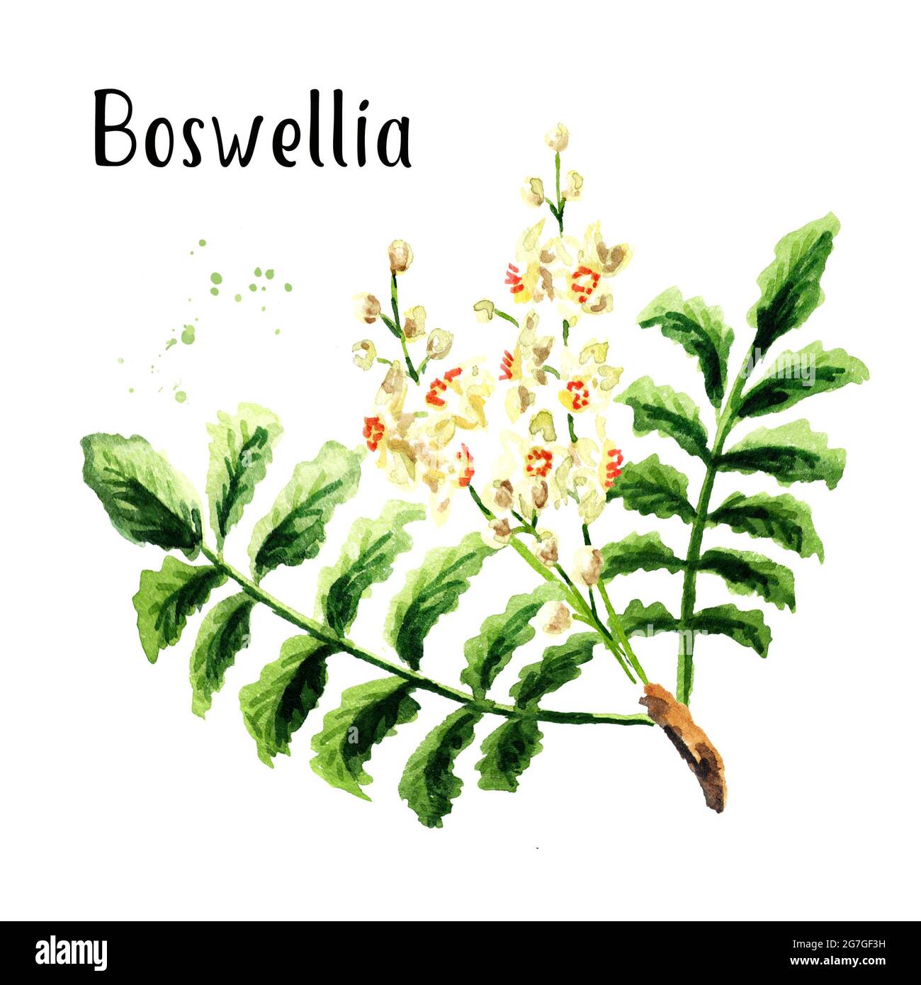 Boswellia carterii Frankincense tree branch with leaves and flowers ...