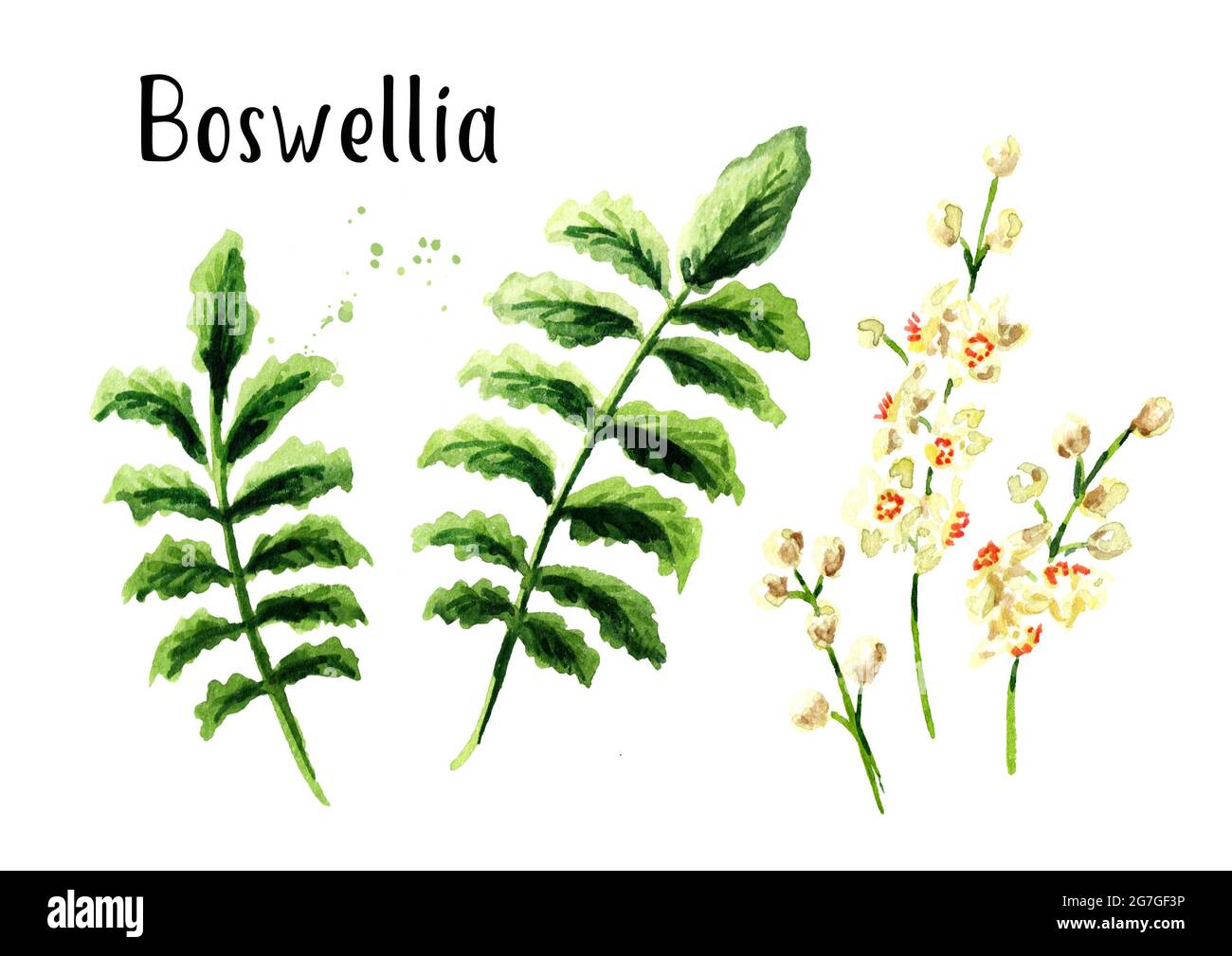 Boswellia carterii Frankincense tree elements set with leaves and ...