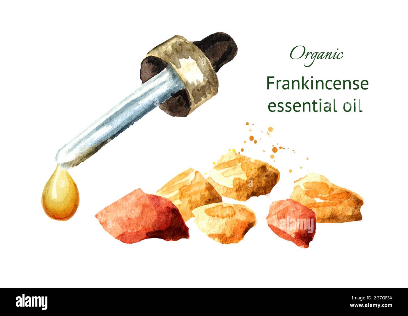 Frankincense essential oil with frankincense resin. Watercolor hand ...
