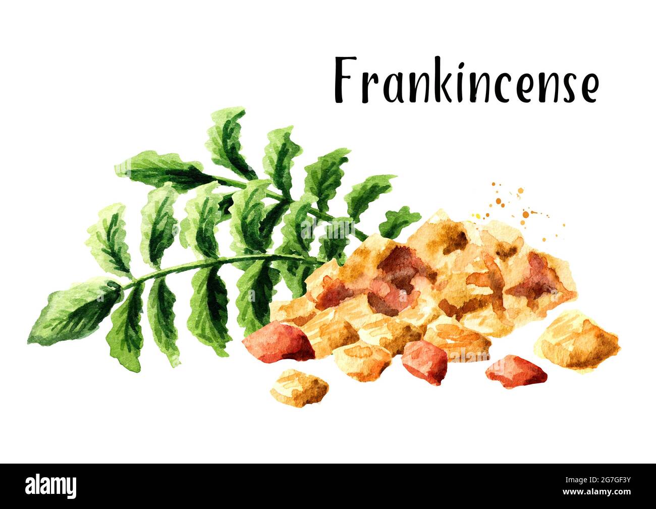 Frankincense dhoop and Boswellia carterii Frankincense tree leaves ...