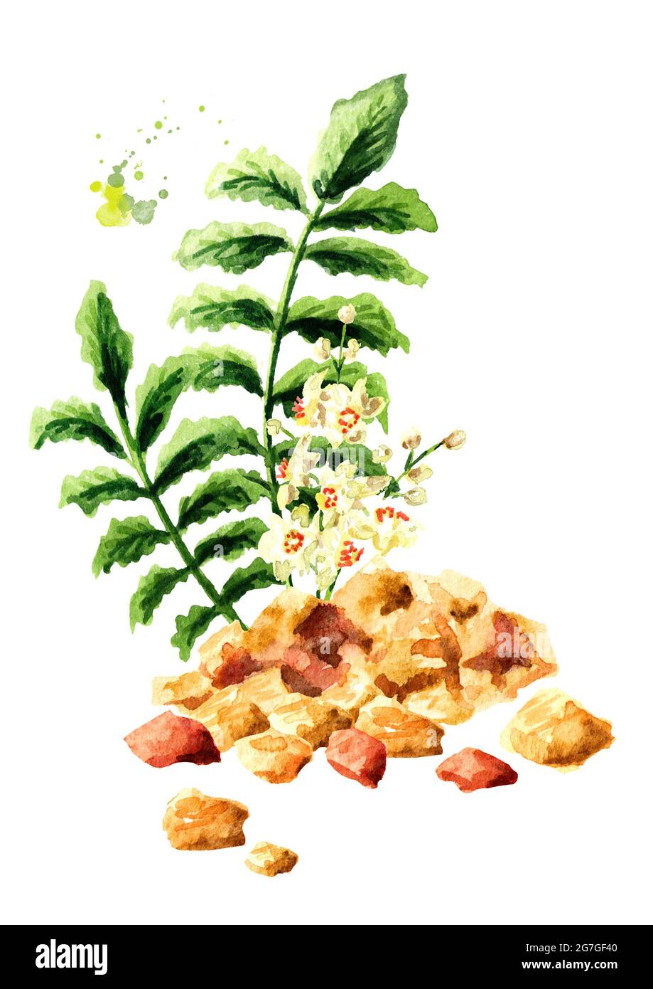 Frankincense dhoop and Boswellia carterii Frankincense tree leaves with ...