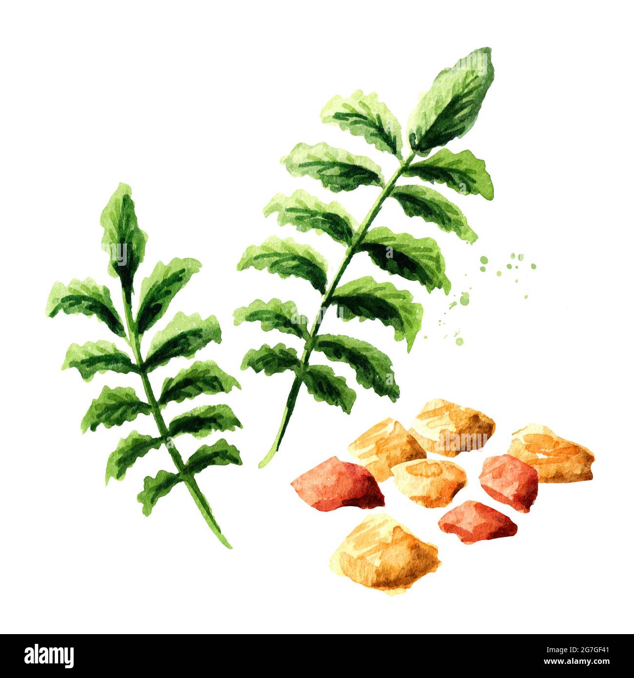 Frankincense dhoop and Boswellia carterii Frankincense tree leaves ...