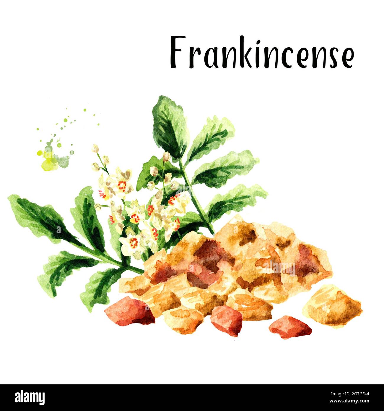 Frankincense dhoop and Boswellia carterii Frankincense tree leaves with ...
