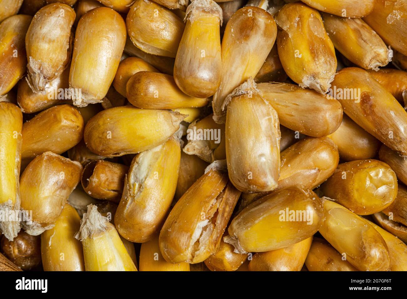 Toasted Peruvian corn. chulpe corn often served alongside ceviche. Top ...