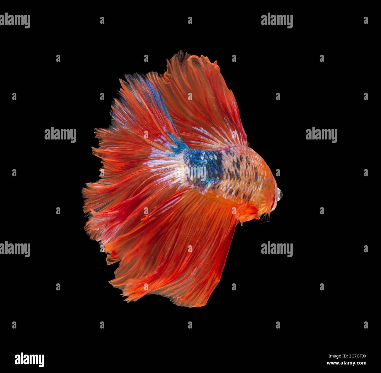 Siamese fighting fish (Siamese fighting fish) with colorful and ...