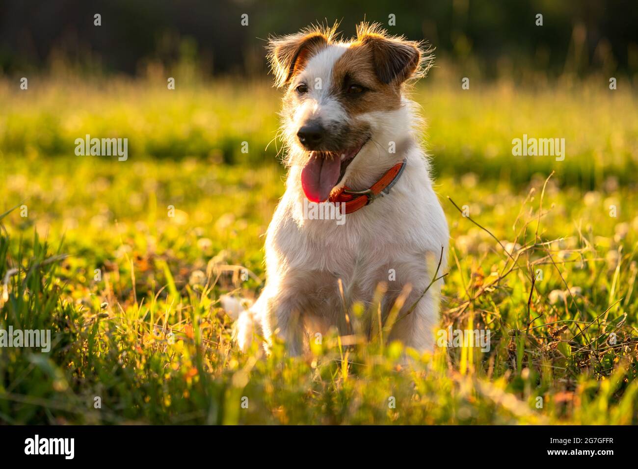 Purebred Jack russell terrier walk outdoors in grass on a sunset, soft ...