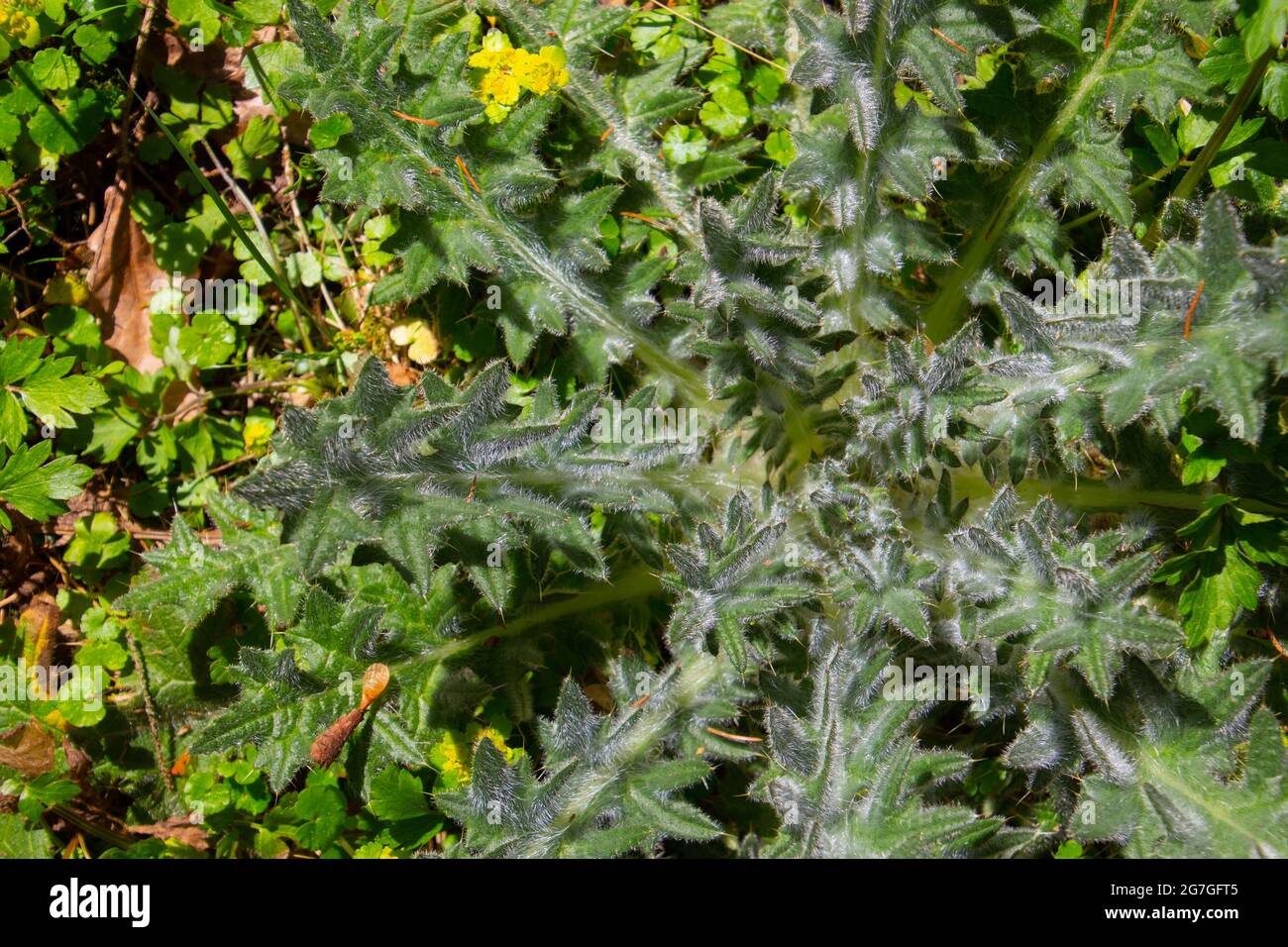 Round growing leaves of a young thistle in spring Stock Photo - Alamy