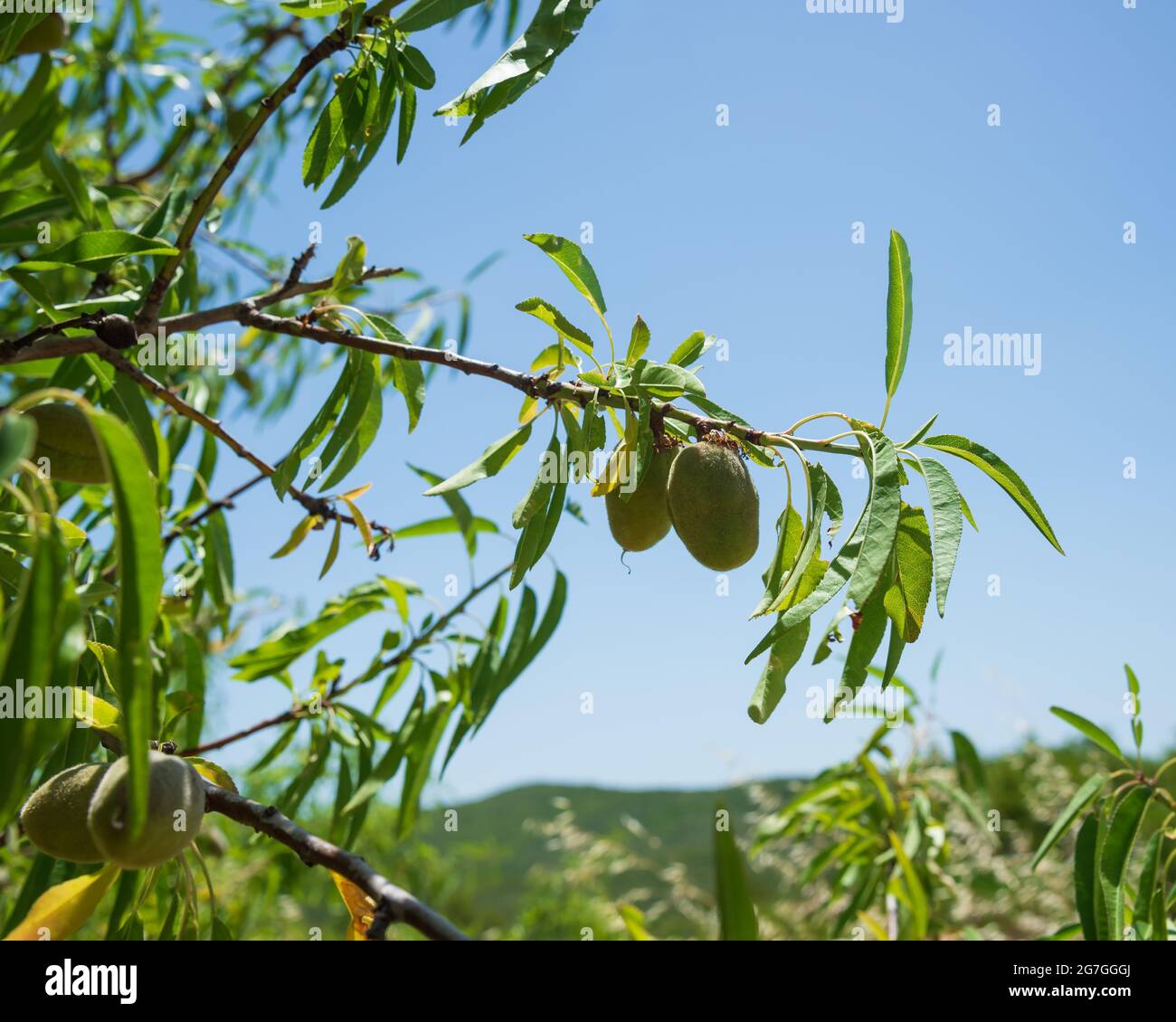Almonds on a tree branch in the forest Stock Photo - Alamy