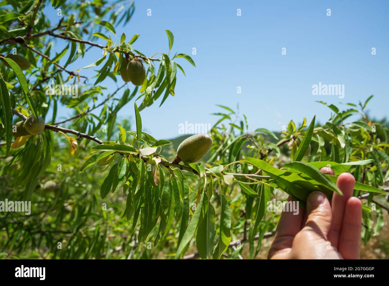 Almonds on a tree branch in the forest Stock Photo - Alamy
