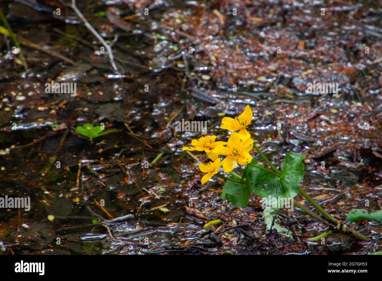 Yellow flower of a Marsh marigold with copy space, also called Caltha ...