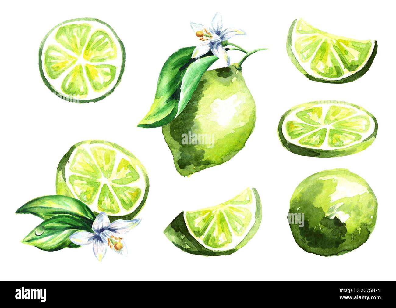 Fresh lime fruit set. Watercolor hand drawn illustration Stock Photo ...