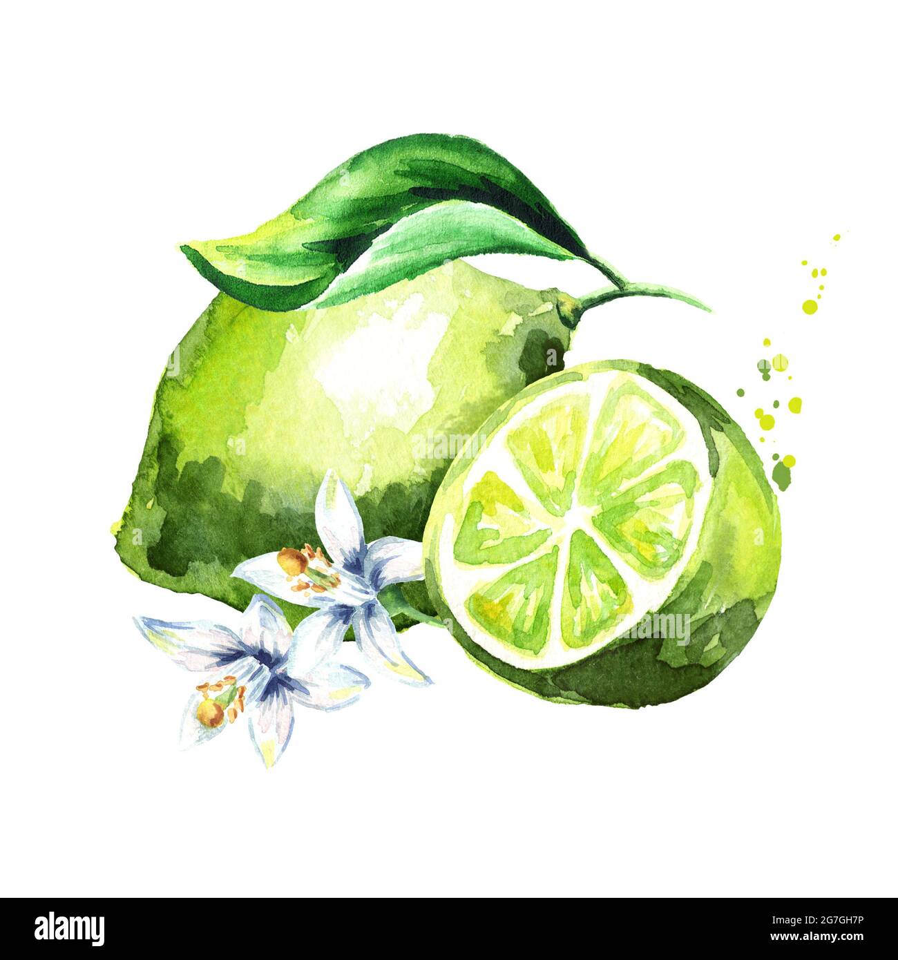 Fresh green lime with flower isolated on white background. Watercolor ...