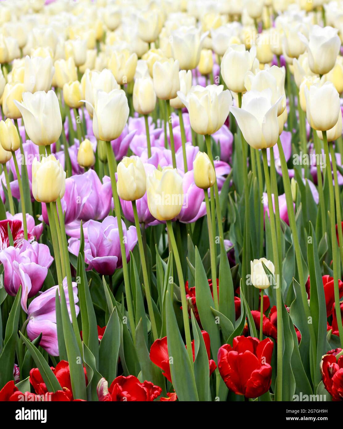 Rows of Different Coloured Tulips in Bloom during Spring at Araluen ...