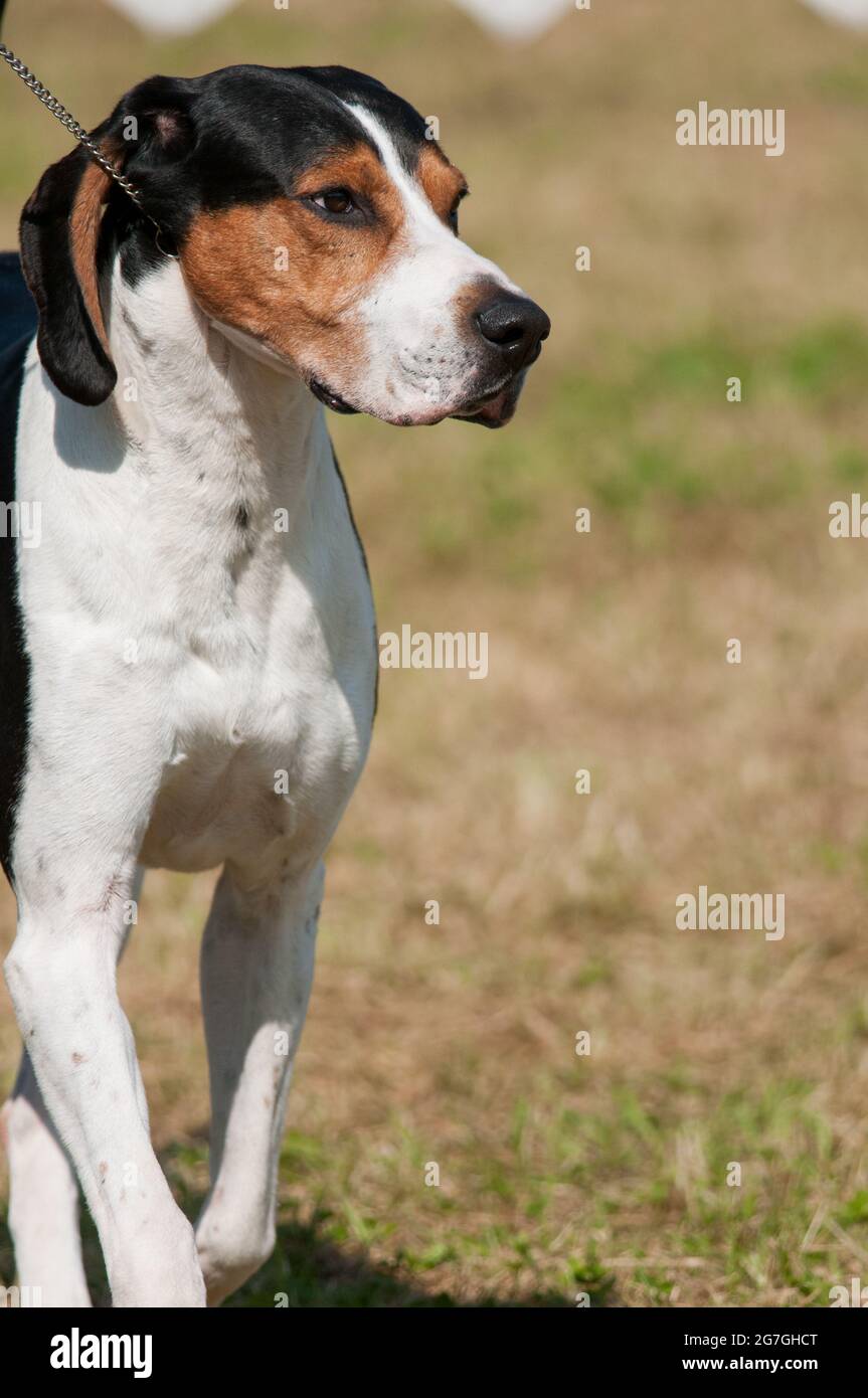 Treeing Walker Coonhound at dog show Stock Photo - Alamy