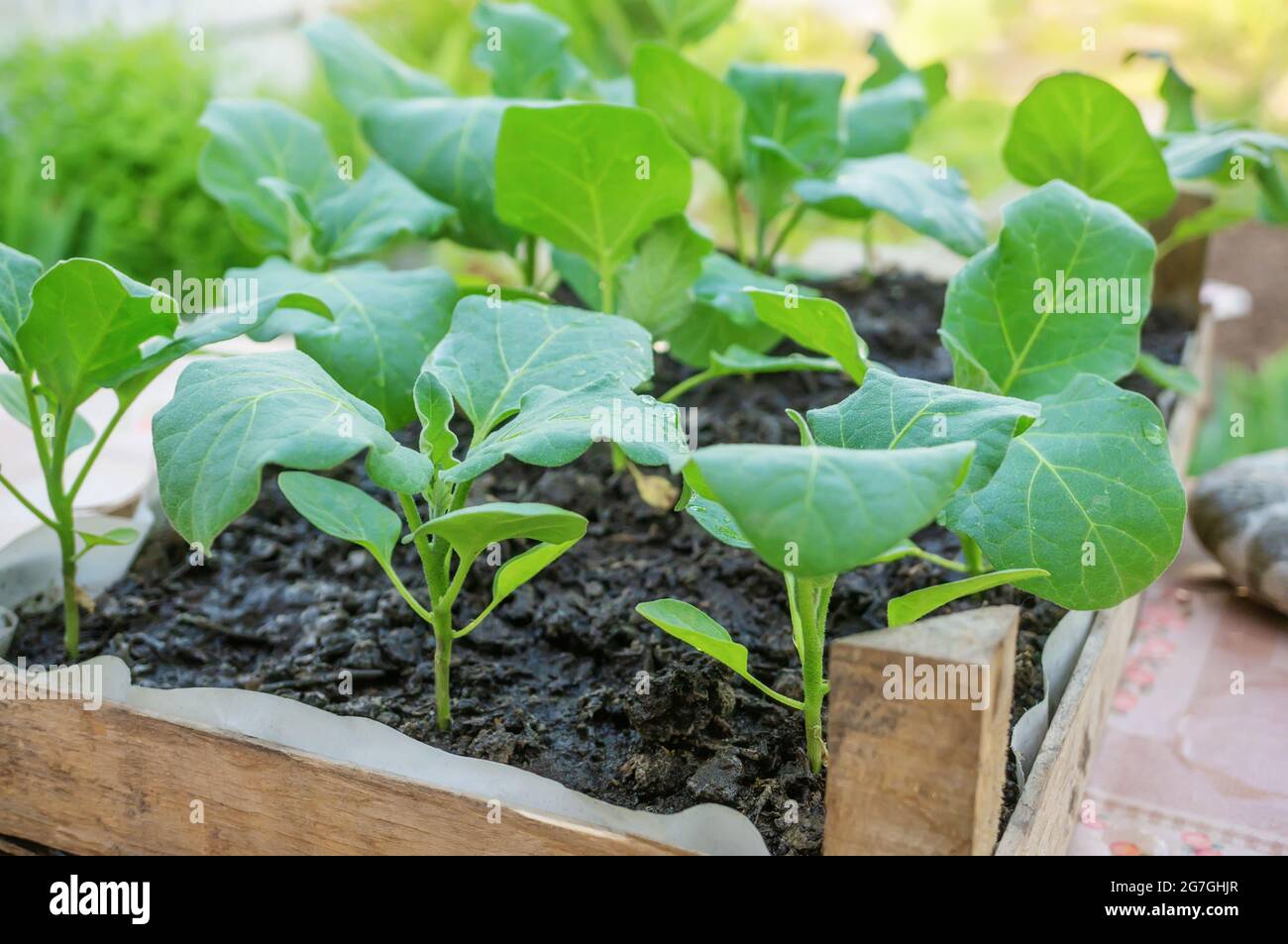 Cabbage seedlings hi-res stock photography and images - Alamy