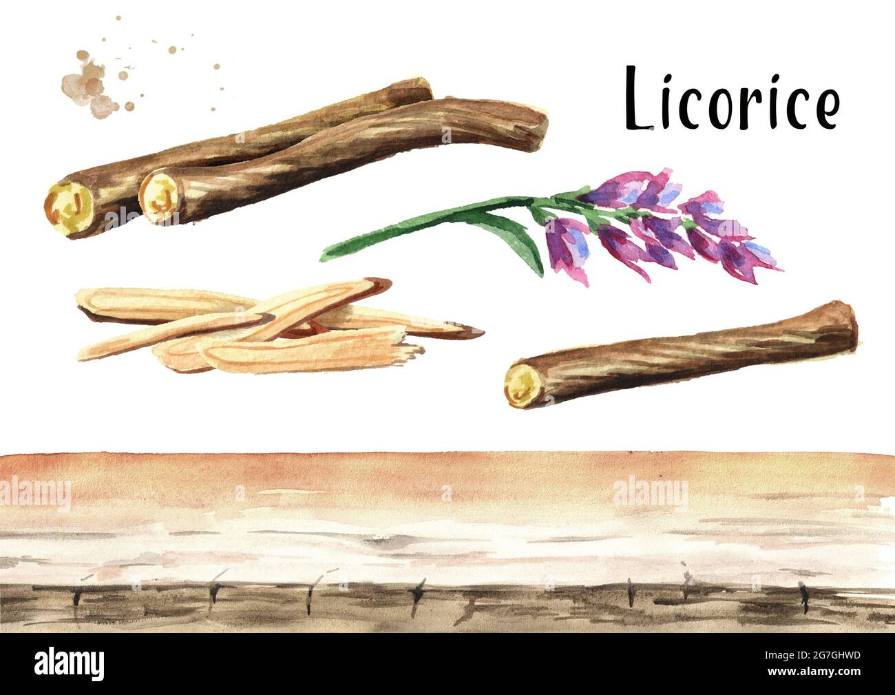 Licorice root and flower background elements. Watercolor hand drawn ...