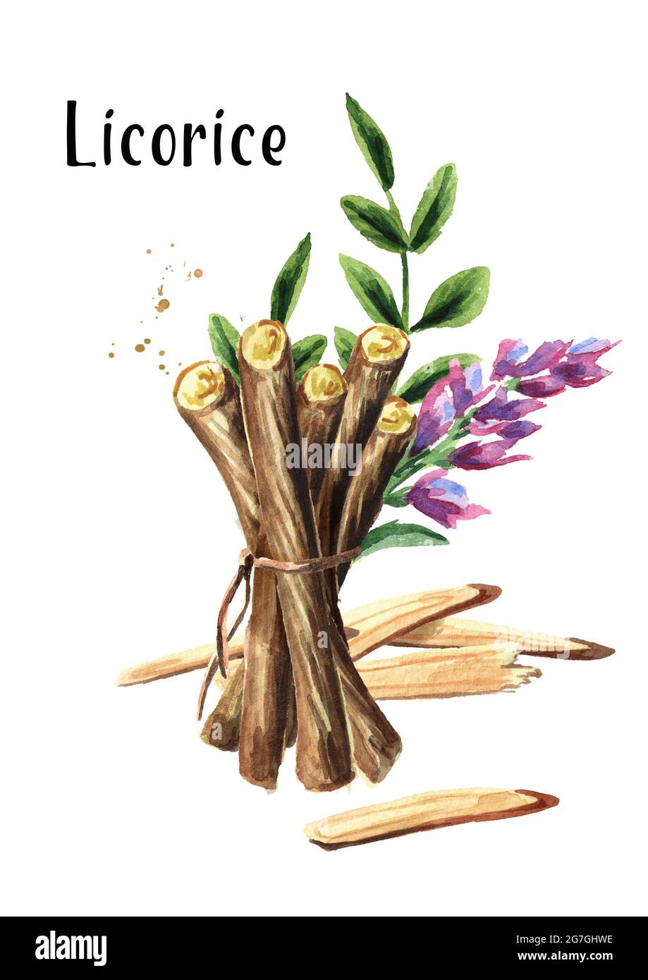 Licorice Root Plant