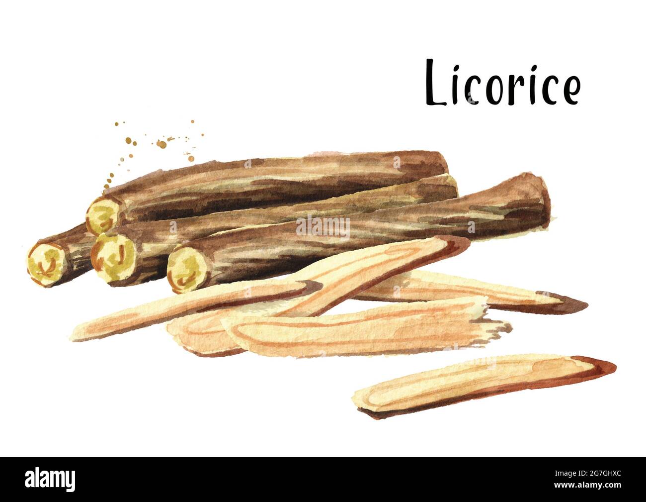 Licorice roots composition. Watercolor hand drawn illustration isolated ...