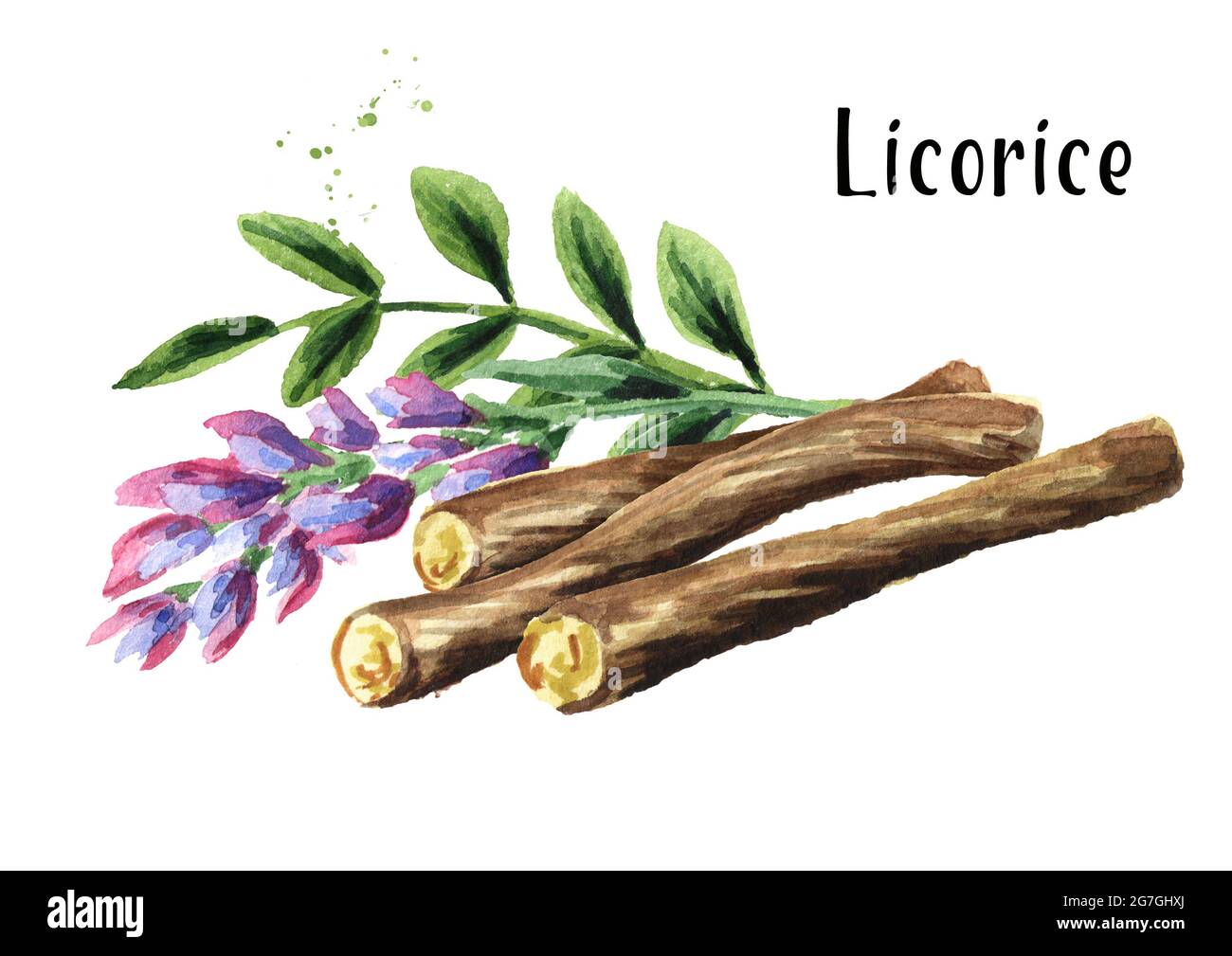 Licorice roots with flower and leaves. Watercolor hand drawn ...