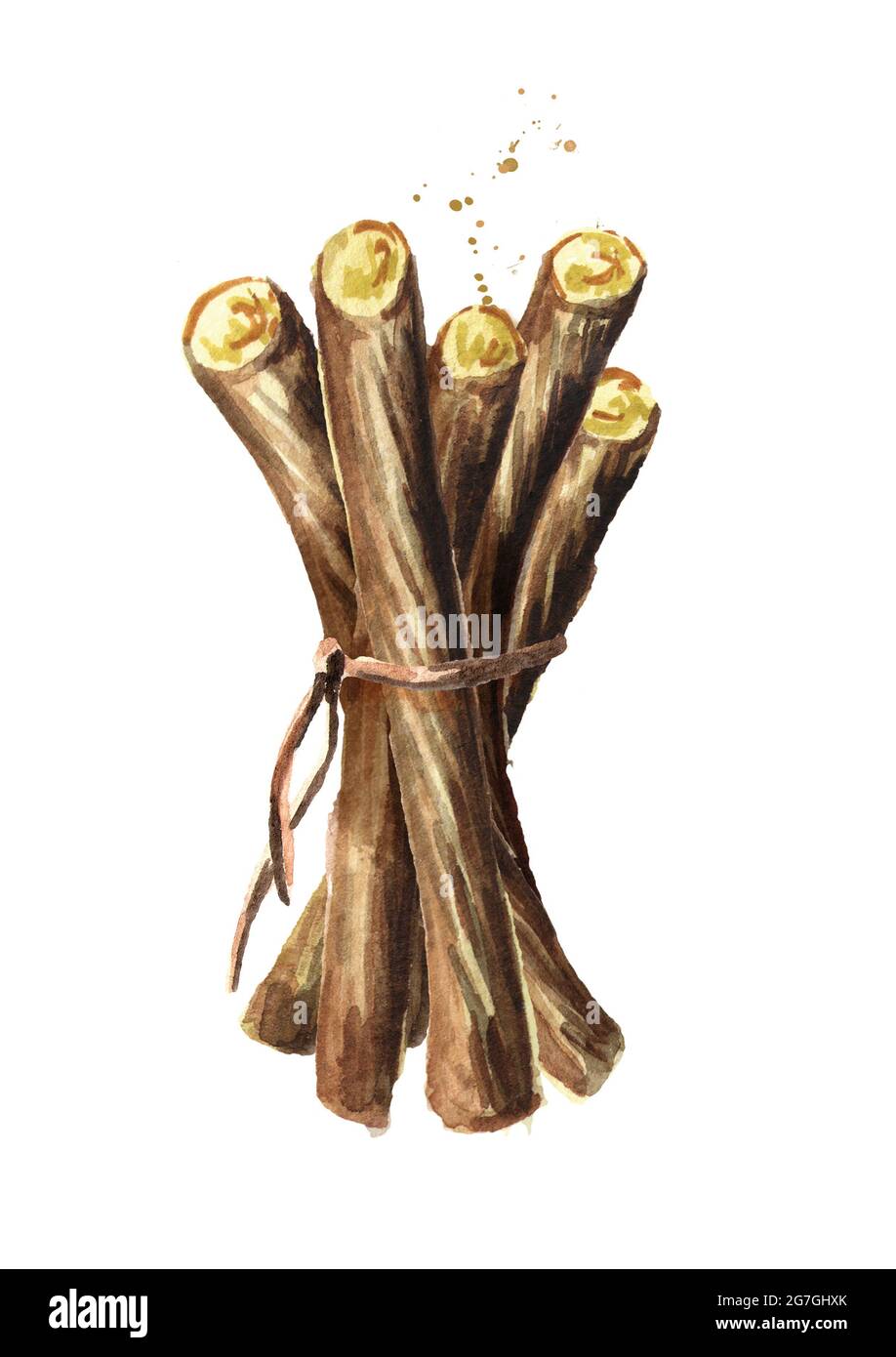 Licorice roots bunch. Watercolor hand drawn illustration, isolated on ...