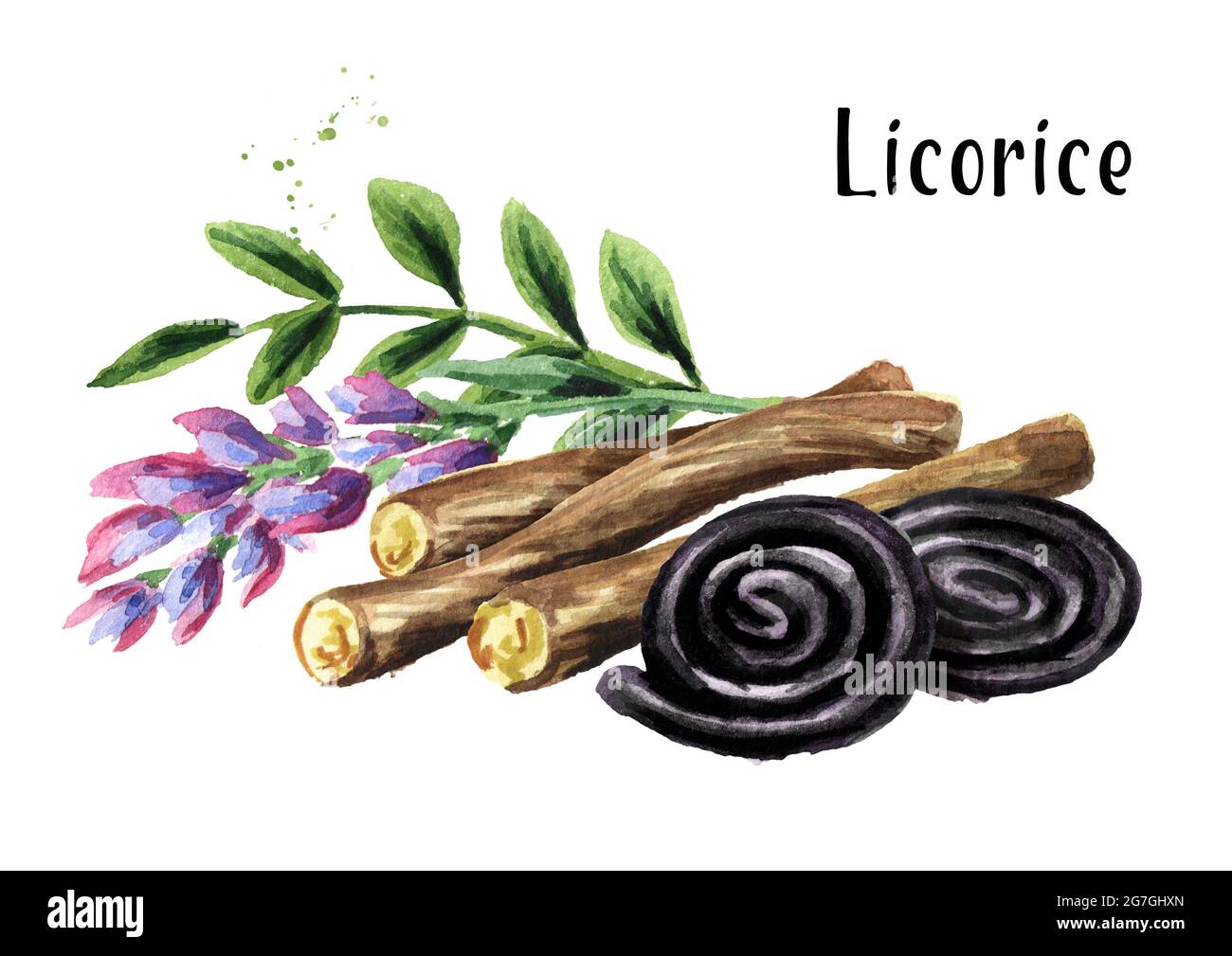 Liquorice roots with flower and Licorice wheels candies. Watercolor ...