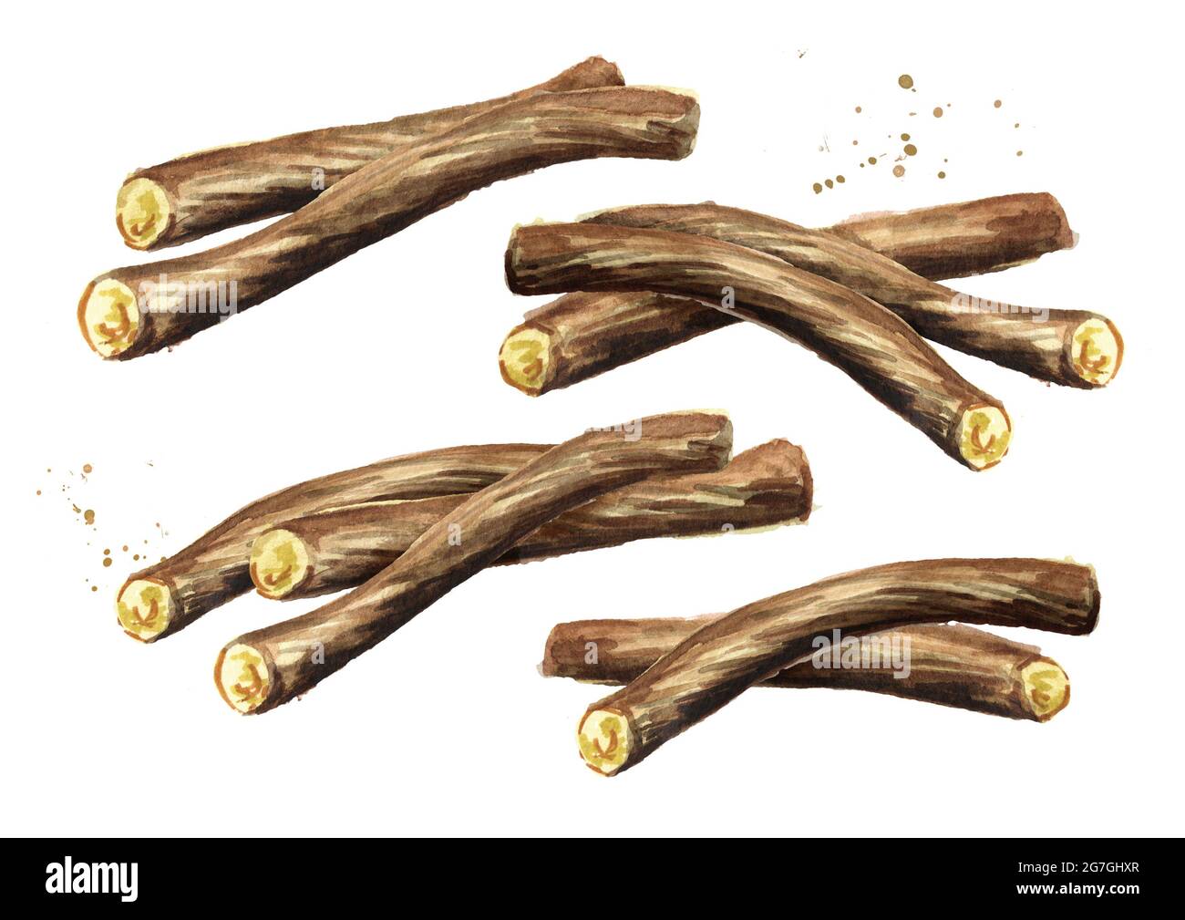 Licorice roots bunch set. Watercolor hand drawn illustration isolated ...
