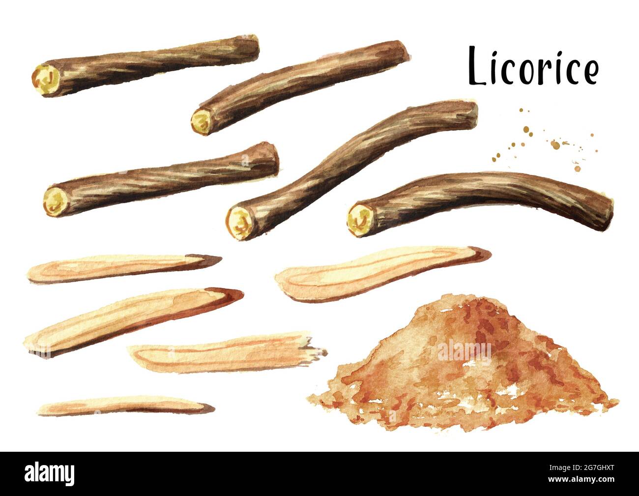 Licorice root set. Watercolor hand drawn illustration isolated on white ...