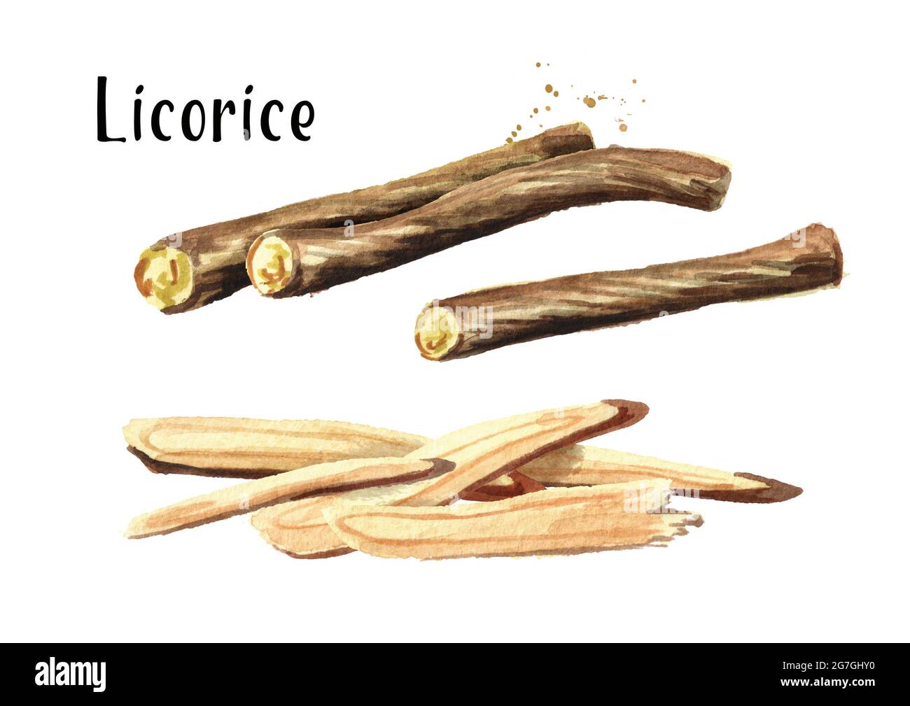 Licorice roots set. Watercolor hand drawn illustration isolated on ...