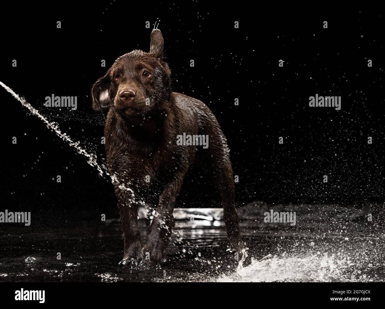 Summer wet mood. Portrait of chocolate color big Labrador dog playing ...