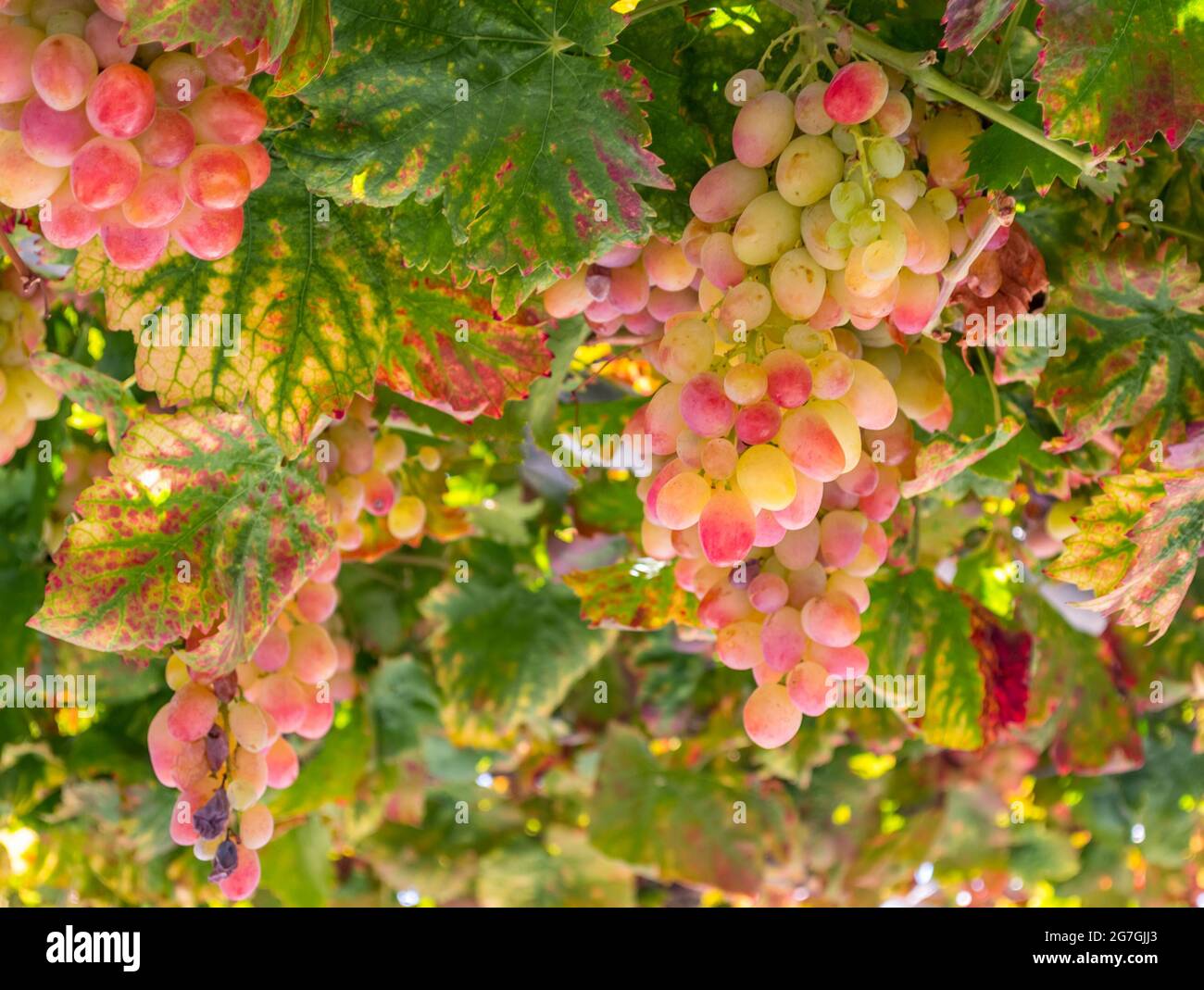 Yellow and redgrapes growing on vine Stock Photo - Alamy