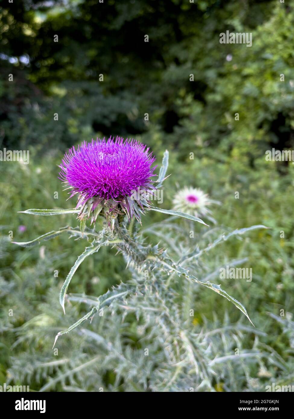 Thistle petal texture hi-res stock photography and images - Alamy