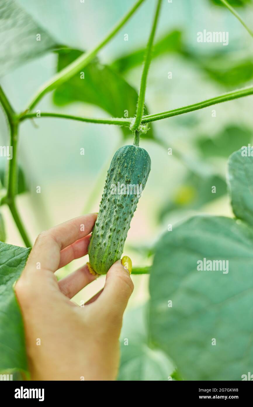Female hand picking ripe cucumbers from backyard garden, seedling ...