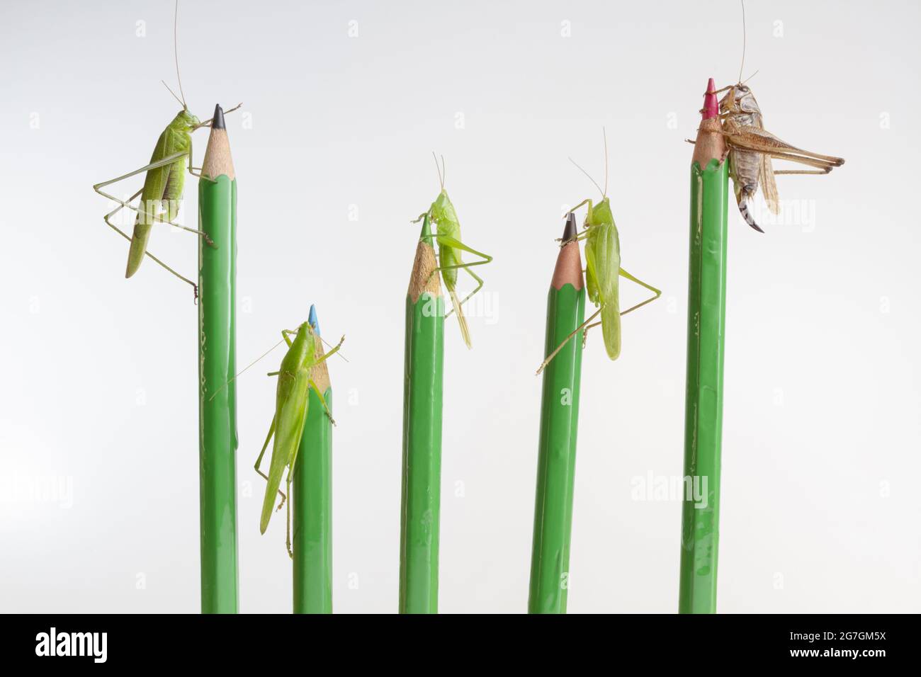 Closeup of different types of grasshoppers and crickets including ...