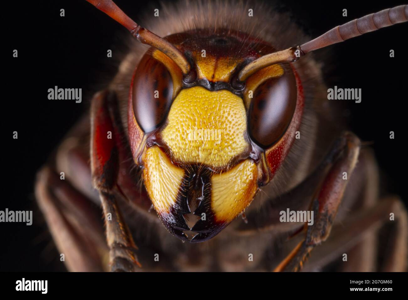 Macro shot of head of European hornet or Vespa crabro insect largest ...