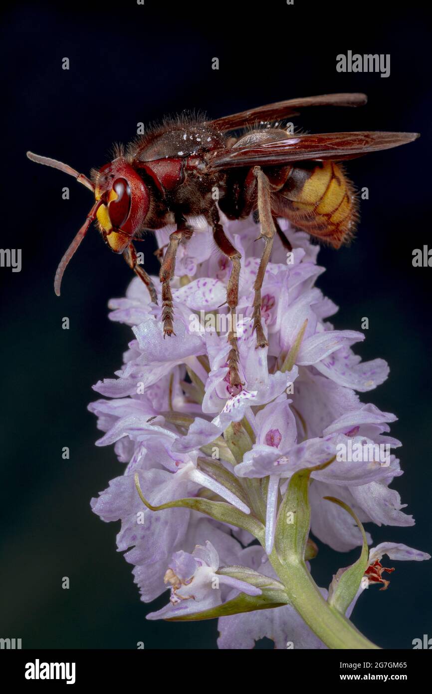Macro shot of head of European hornet or Vespa crabro insect largest ...