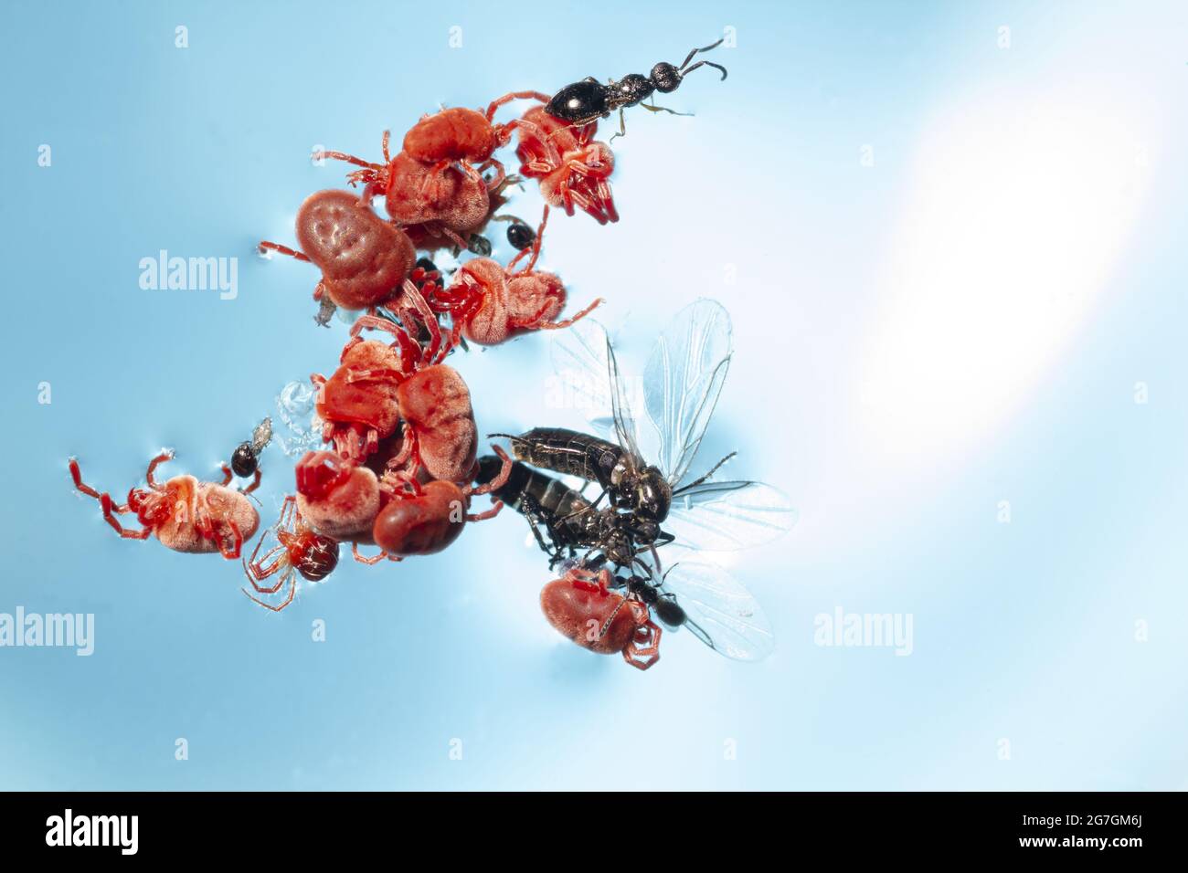 Trombidium hi-res stock photography and images - Alamy